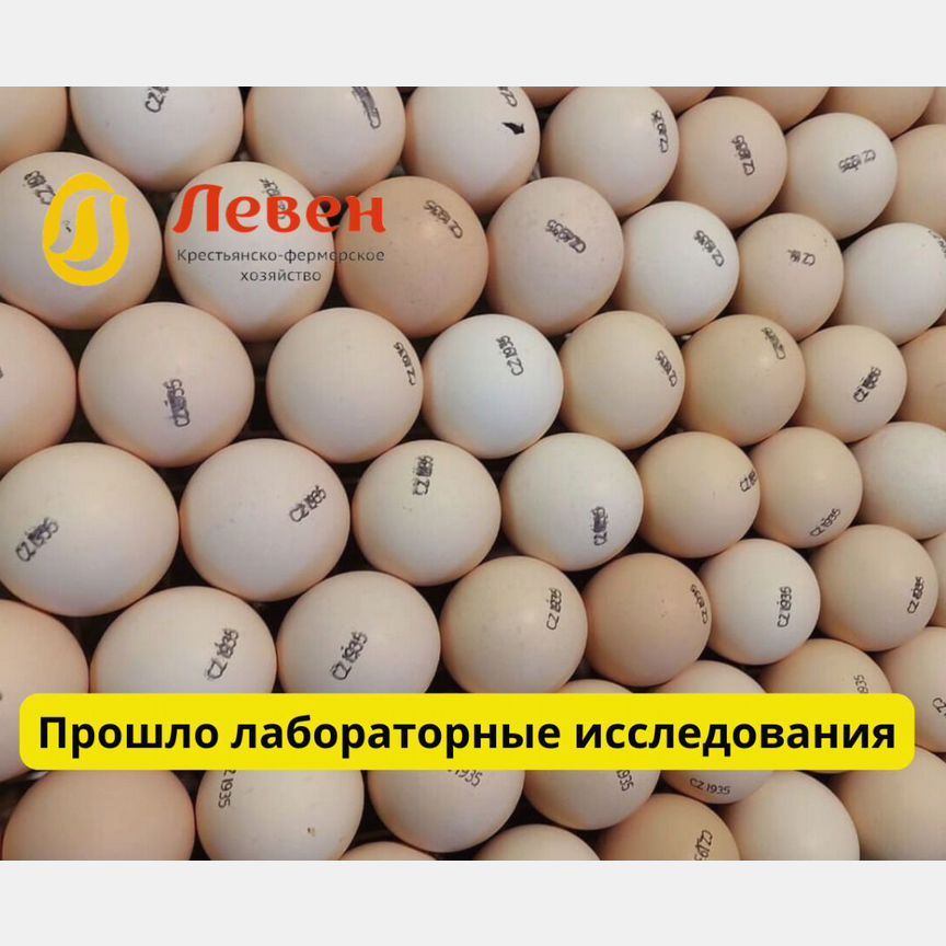 Импортное инкубационное яйцо кобб 500