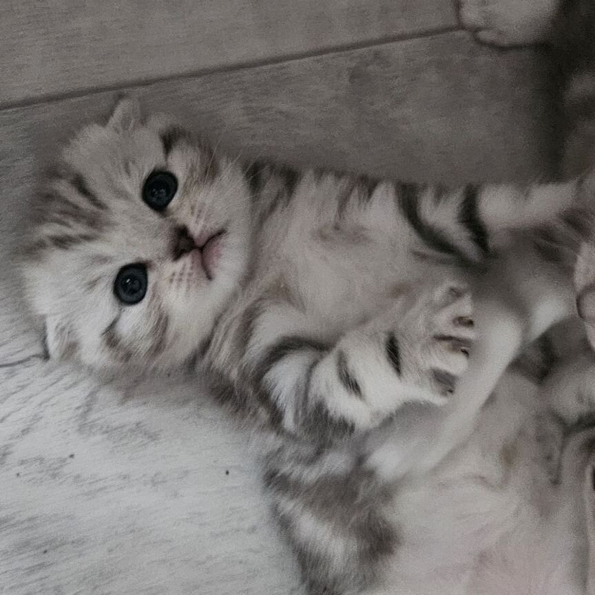 Шотландский вислоухий короткошёрстный котёнок