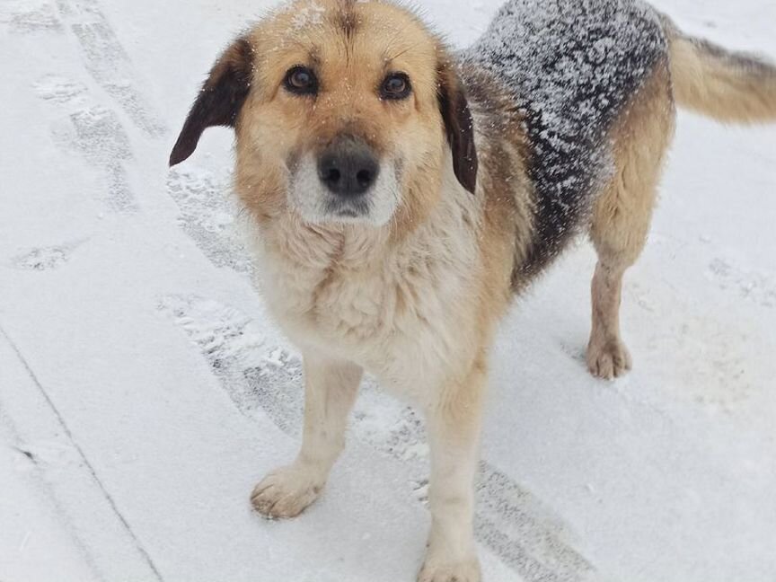 Собака в добрые руки