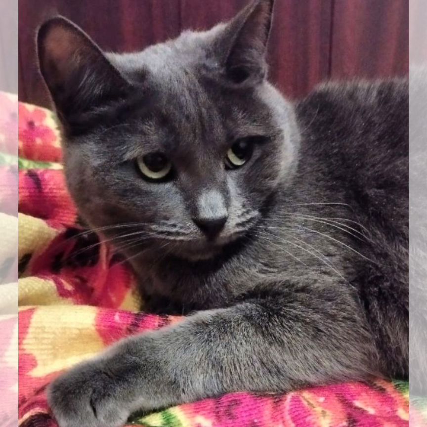 Взрослая кошка в добрые руки