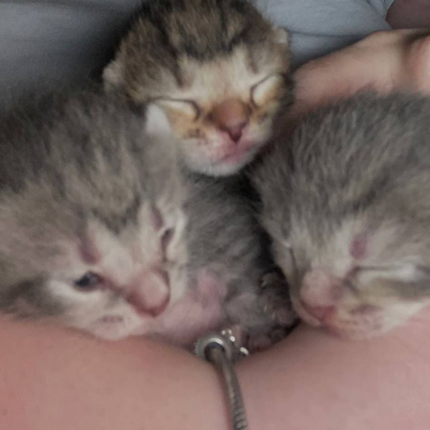 Котята в добрые руки мальчики маленькие