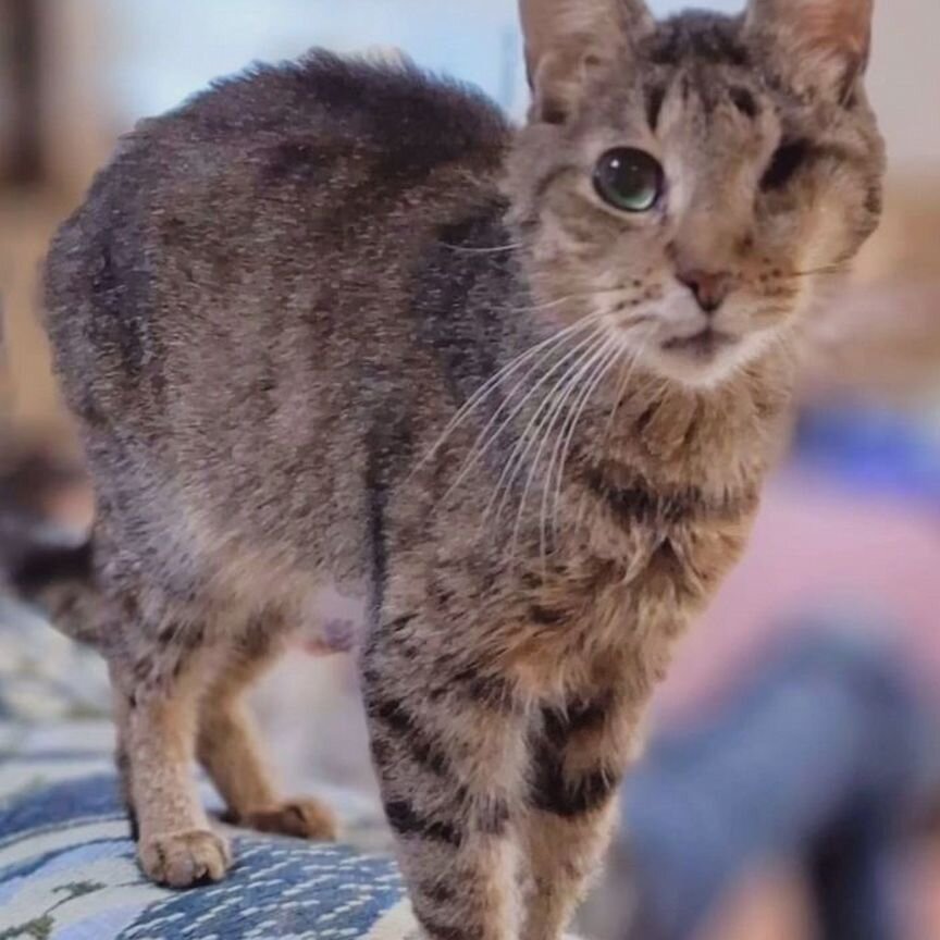 Котика били. Нужен дом и забота