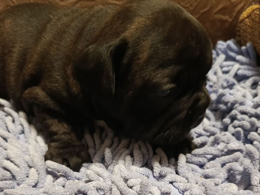 Французский бульдог щенки