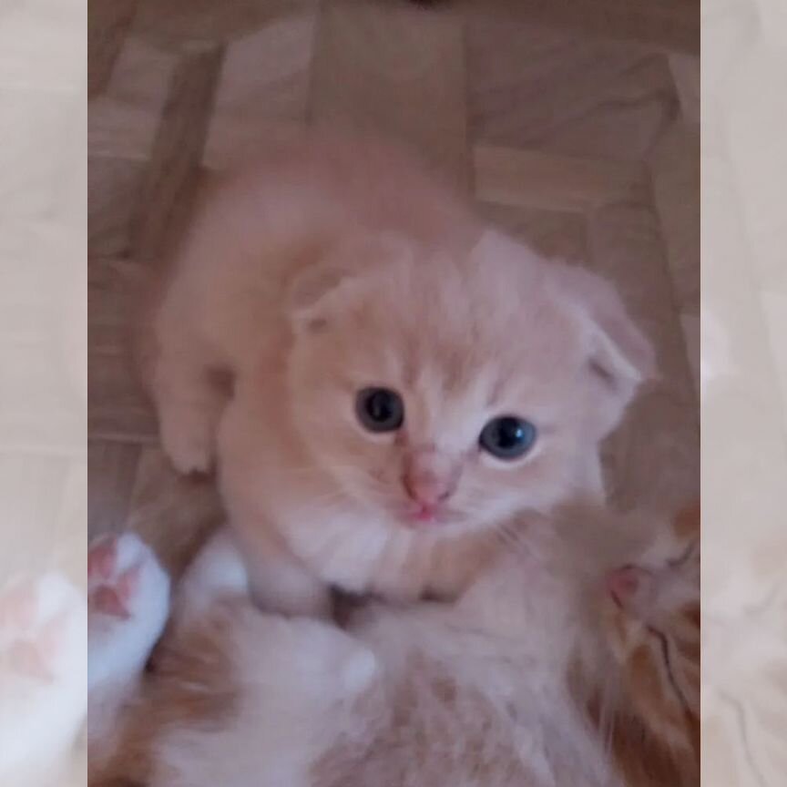 Шотландский вислоухий короткошёрстный котёнок