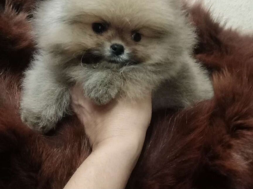 Померанский шпиц медвежьего типа