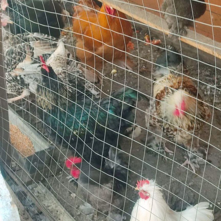 Петух брама