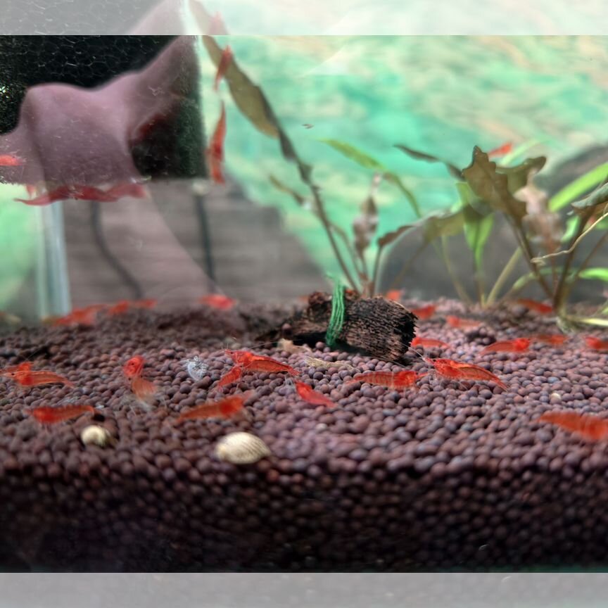 Аквариумные креветки