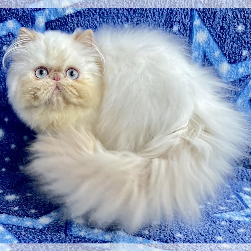 Голубоглазая куколка