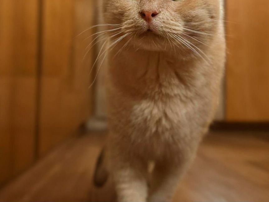 Персиковый котик