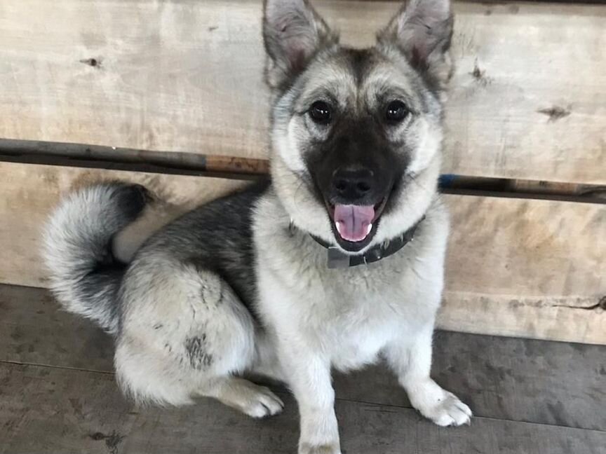 Собака Манюня в добрые руки