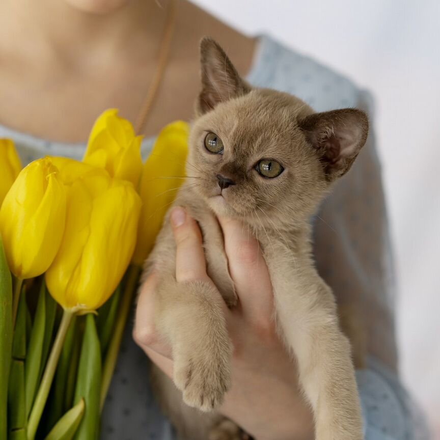 Бурманские кошечки