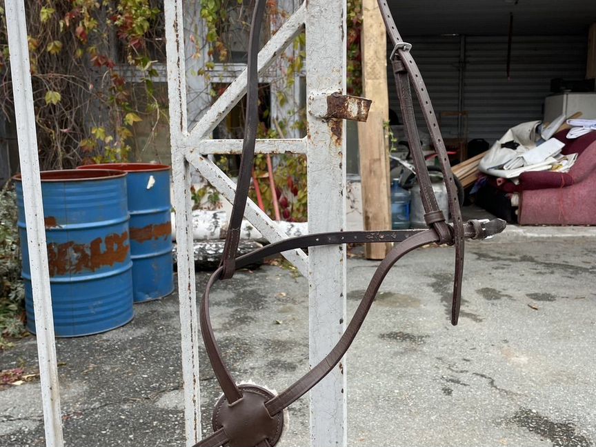 Капсуль мексиканский