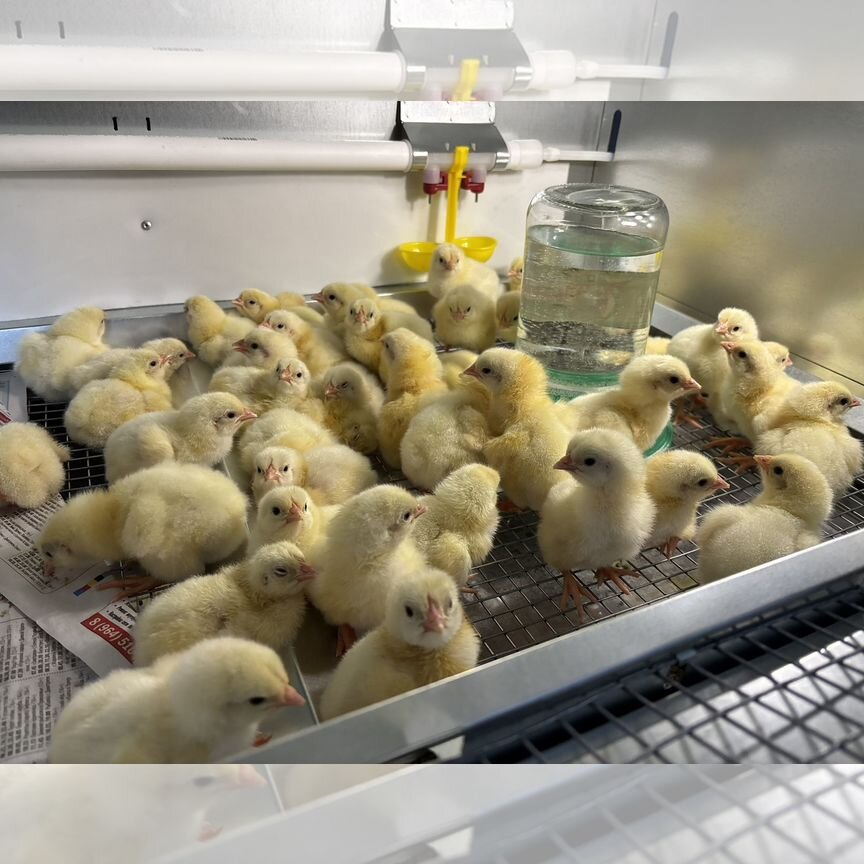 Цыплята бройлеры кобб 500 Испания