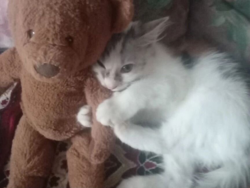 Котенок с плохими фото