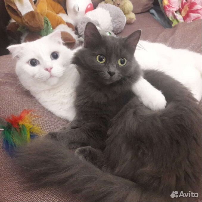 Кот и кошка ищут новых хозяинов