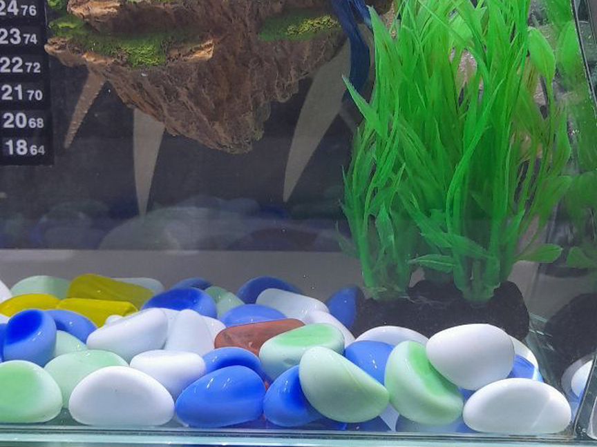 Аквариум с рыбами