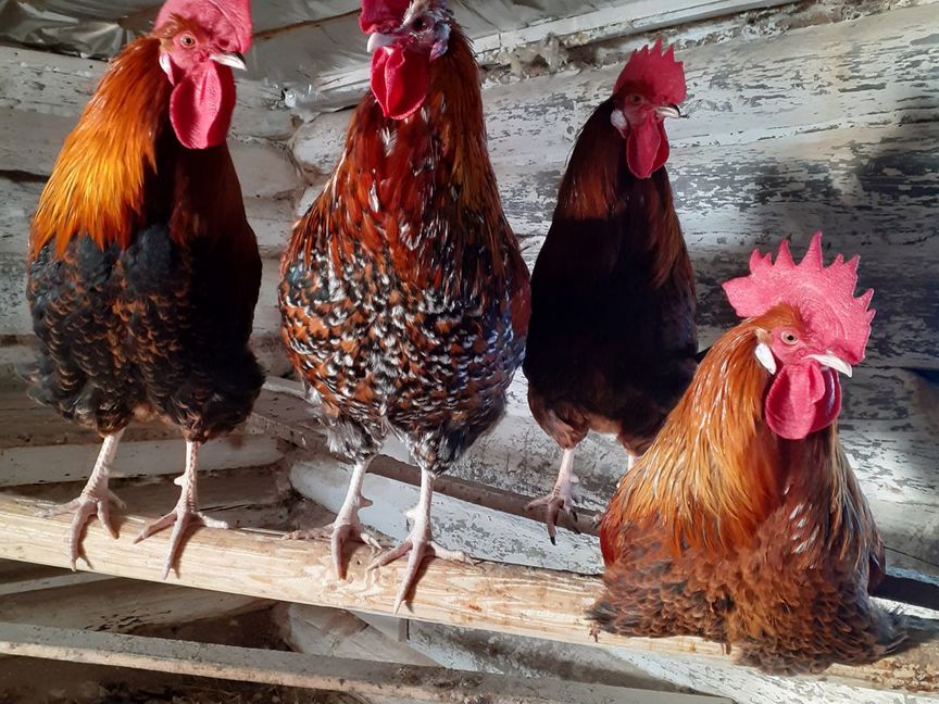 Молодые петухи