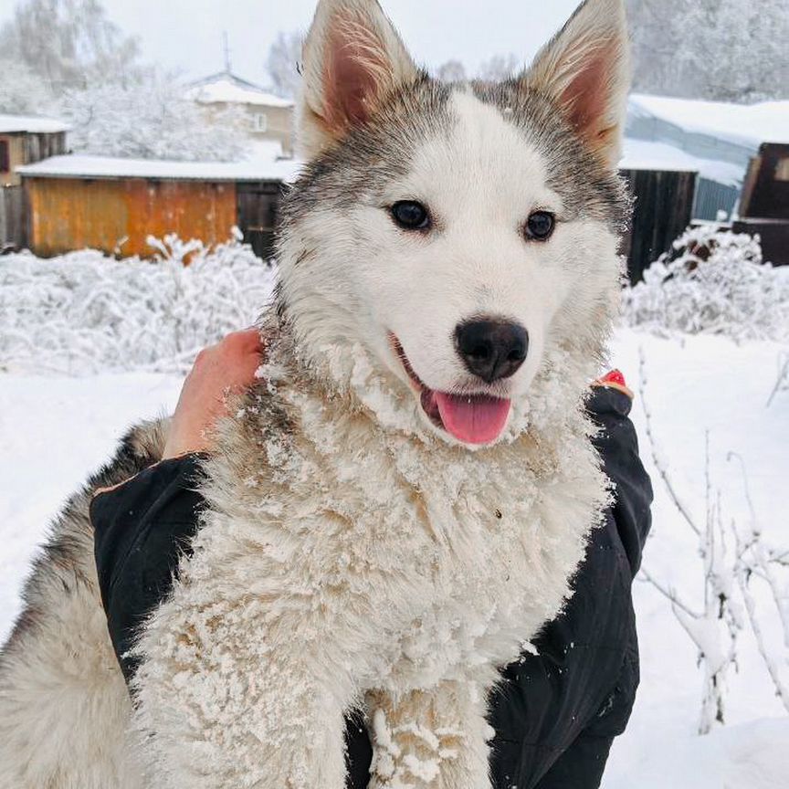Сибирский хаски