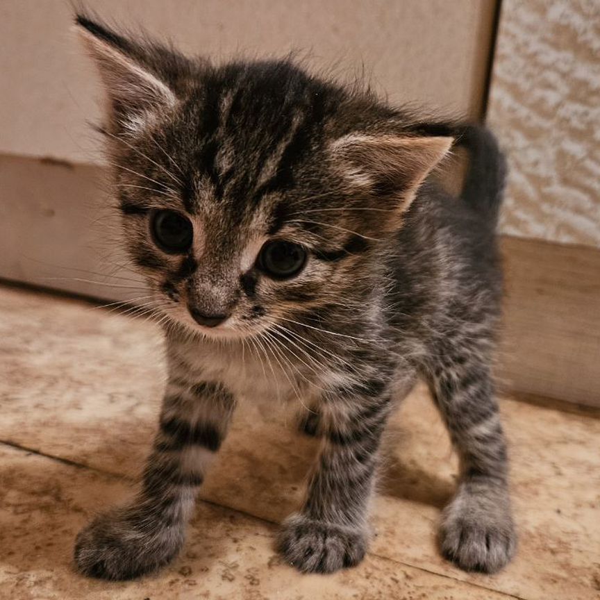 Полосатый котёнок Рей в добрые руки