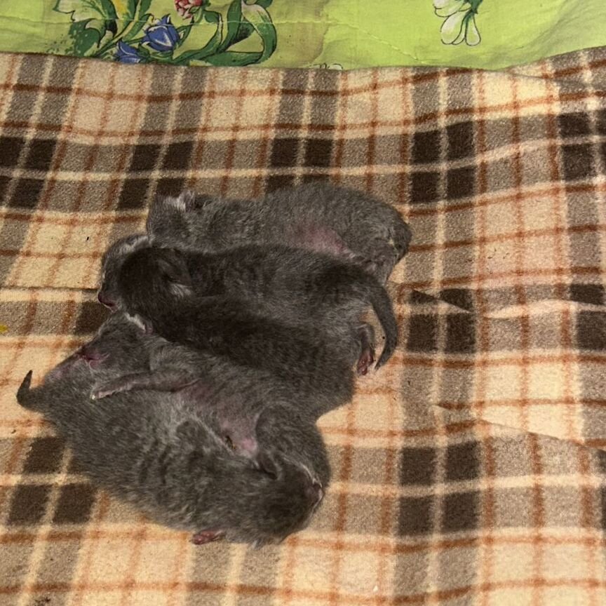 Британский короткошёрстный котёнок