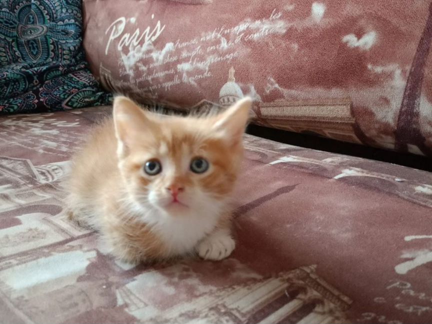 Котята. нашли на улице в коробке