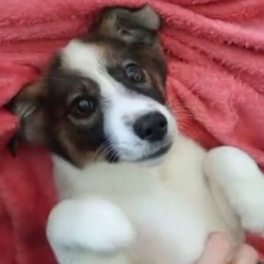 Щенок в добрые руки