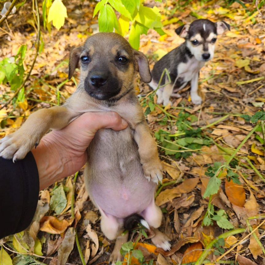 Щенок в добрые руки бесплатно