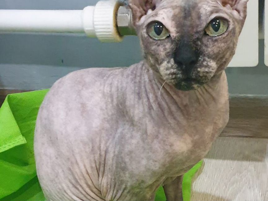 Кошка сфинкс
