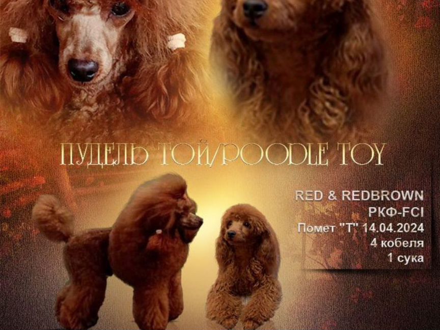 Щенки той пуделя красные и рэдбраун