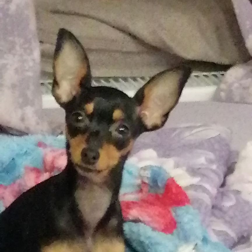 Пражский крысарик