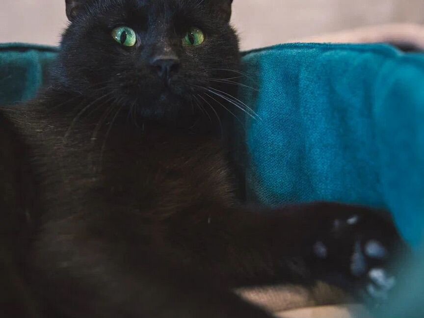 Котик Марик