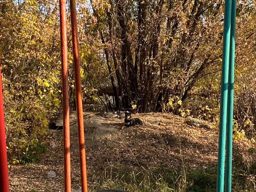 Домашние животные бесплатно собаки