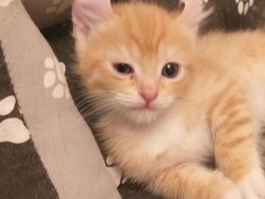 Продам кошечку