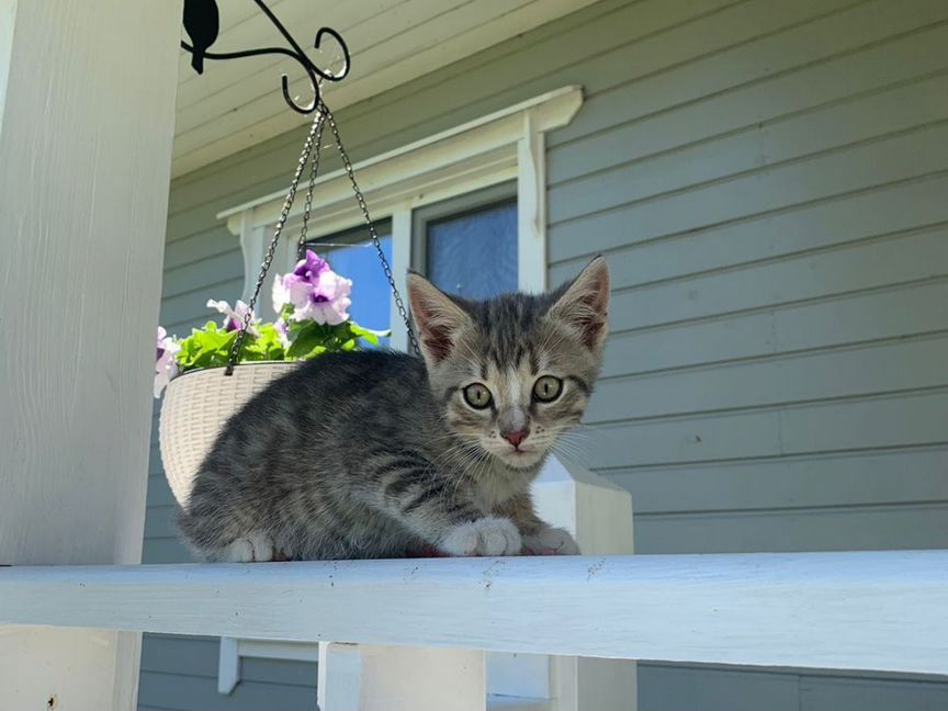 Котята в добрые руки бесплатно мальчик