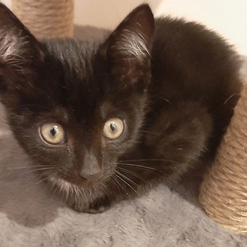 Черный котенок в добрые руки