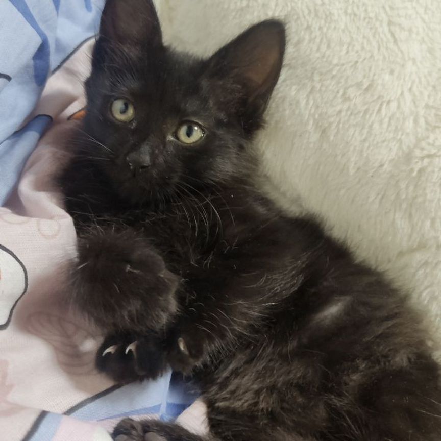 Котёнок девочка