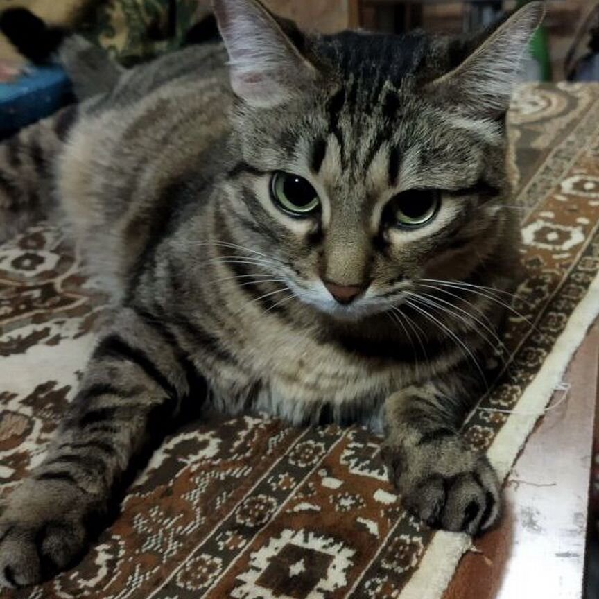 Отдам кота