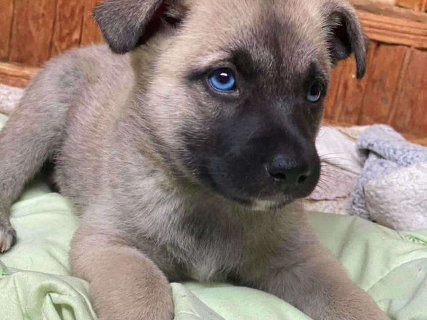 Белоснежка в добрые руки