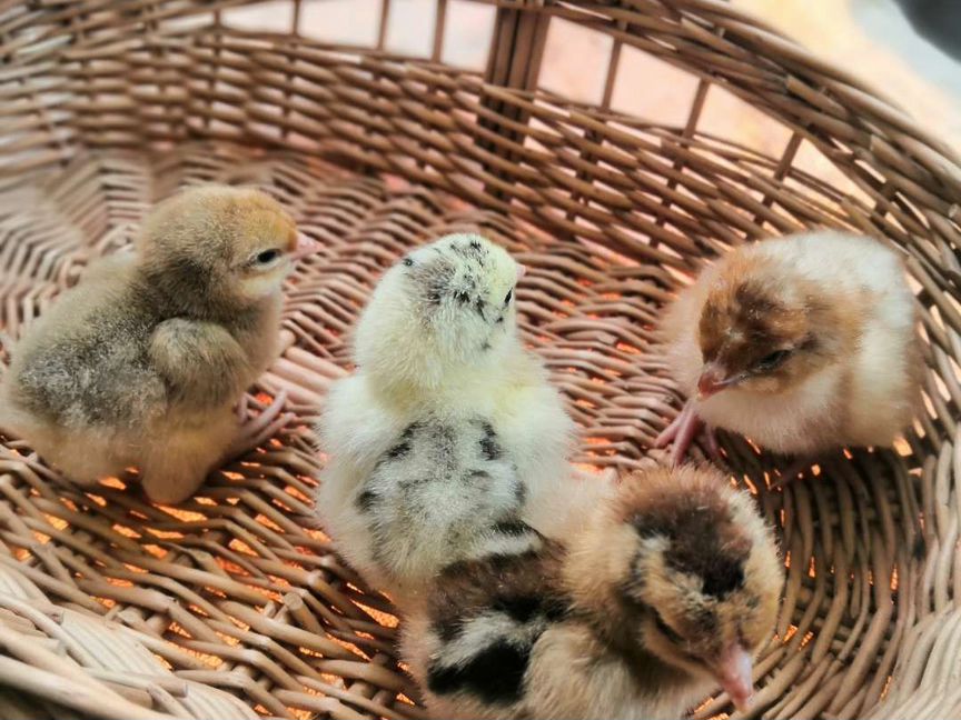 Цыплята суточные метисы