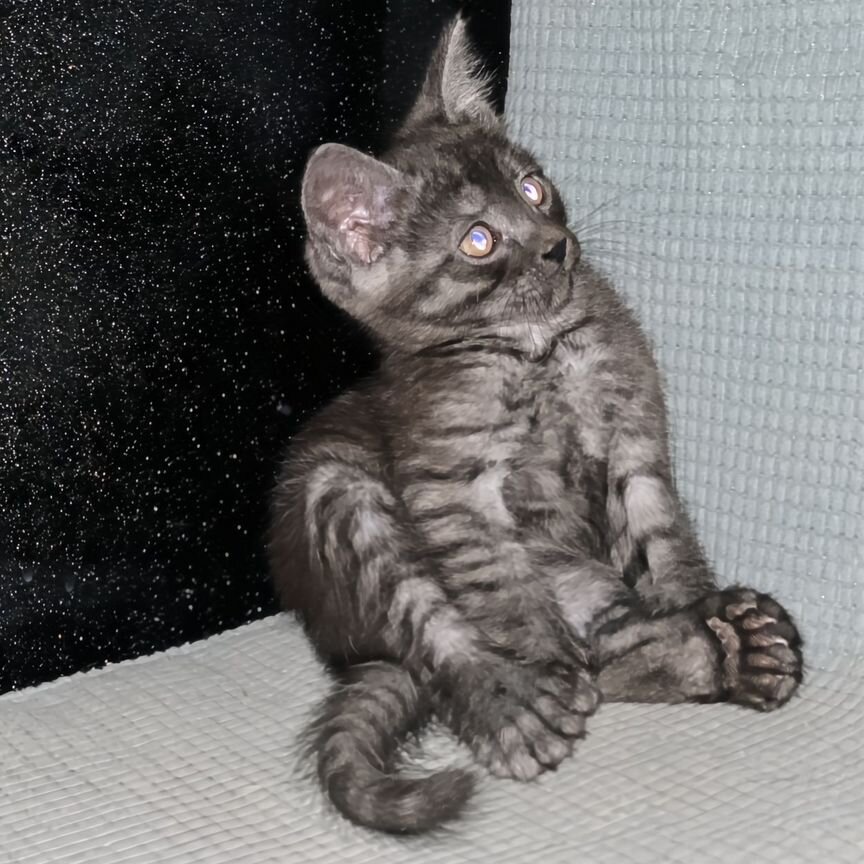 Мейн-кун котёнок
