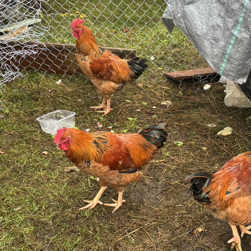 Молодые петушки