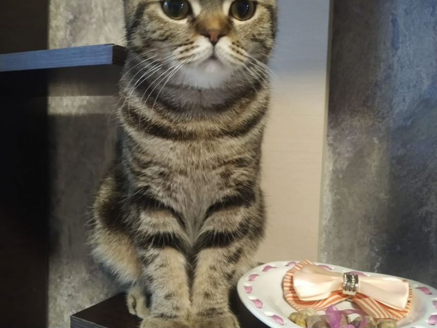 Шотландские вислоухие котята табби- мрамор