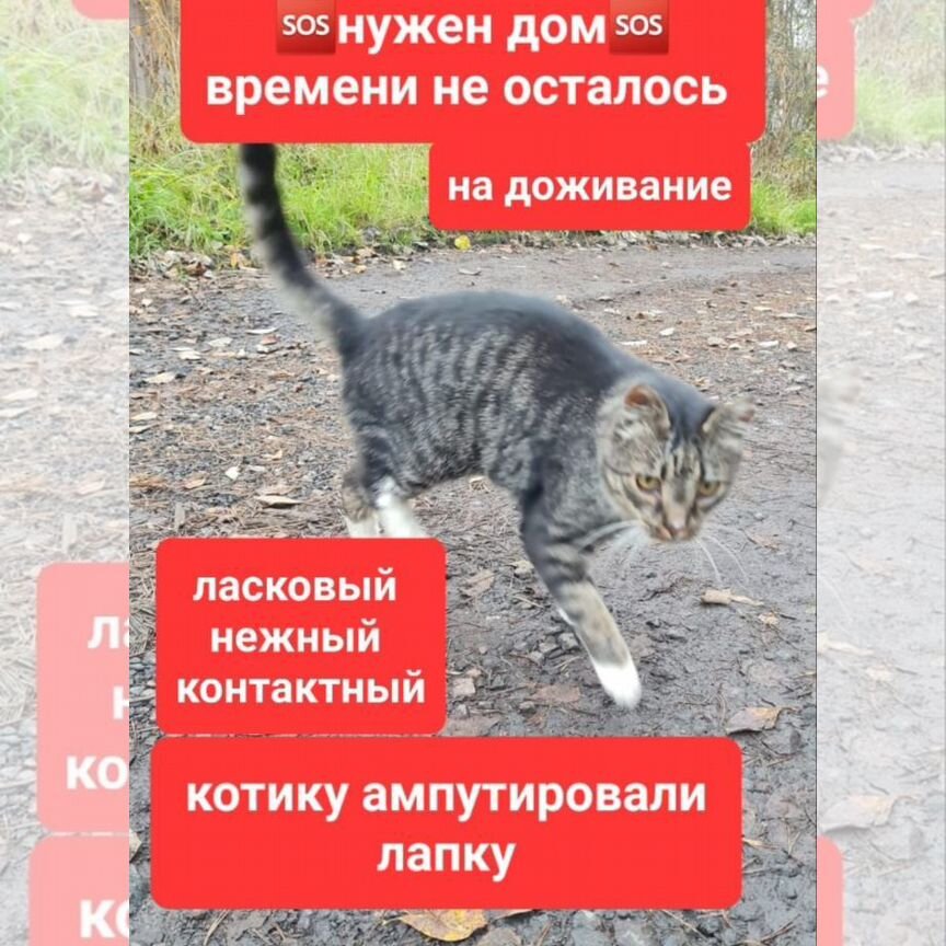 Взрослый кот в добрые руки