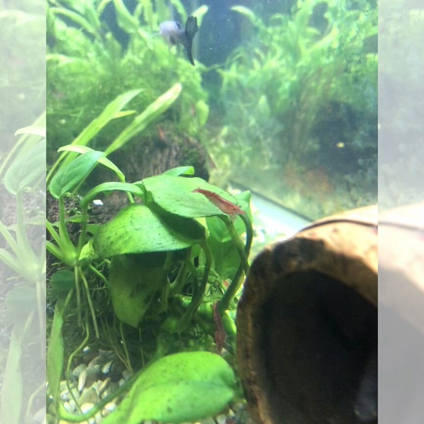 Креветки вишня