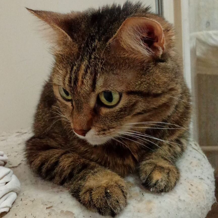 Британская короткошёрстная, взрослая кошка