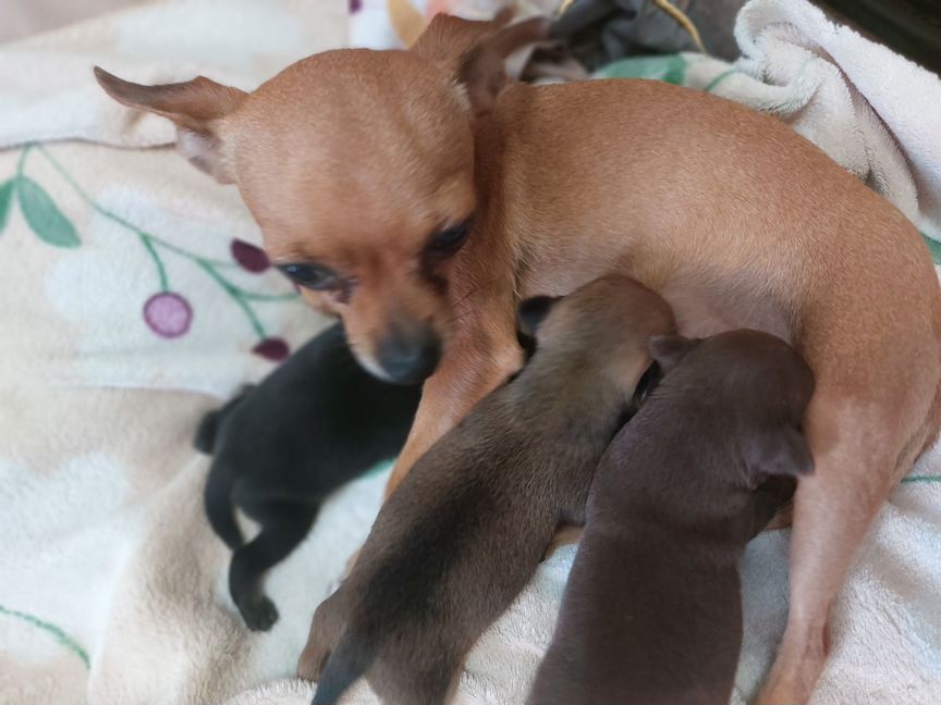 Мини той-терьер щенки