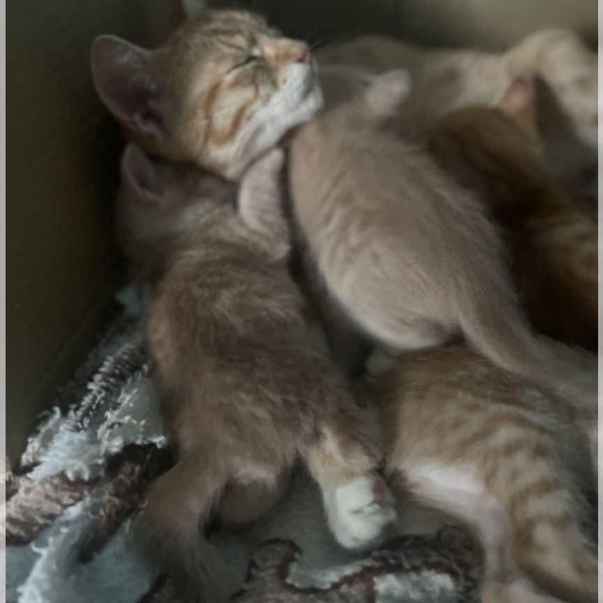 Продам котят