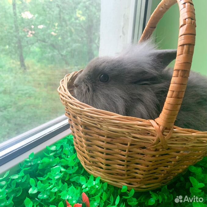 Карликовый кролик - очень редкий