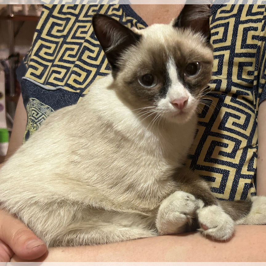 Сноу-Шу котёнок