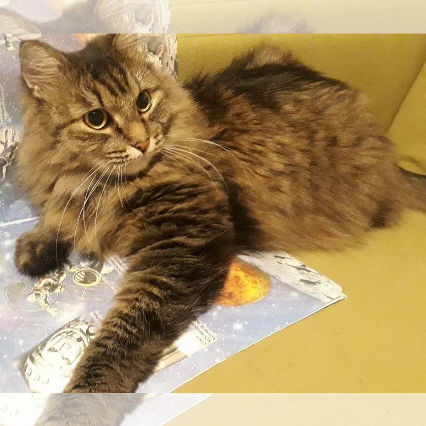 Кошечка сибирская